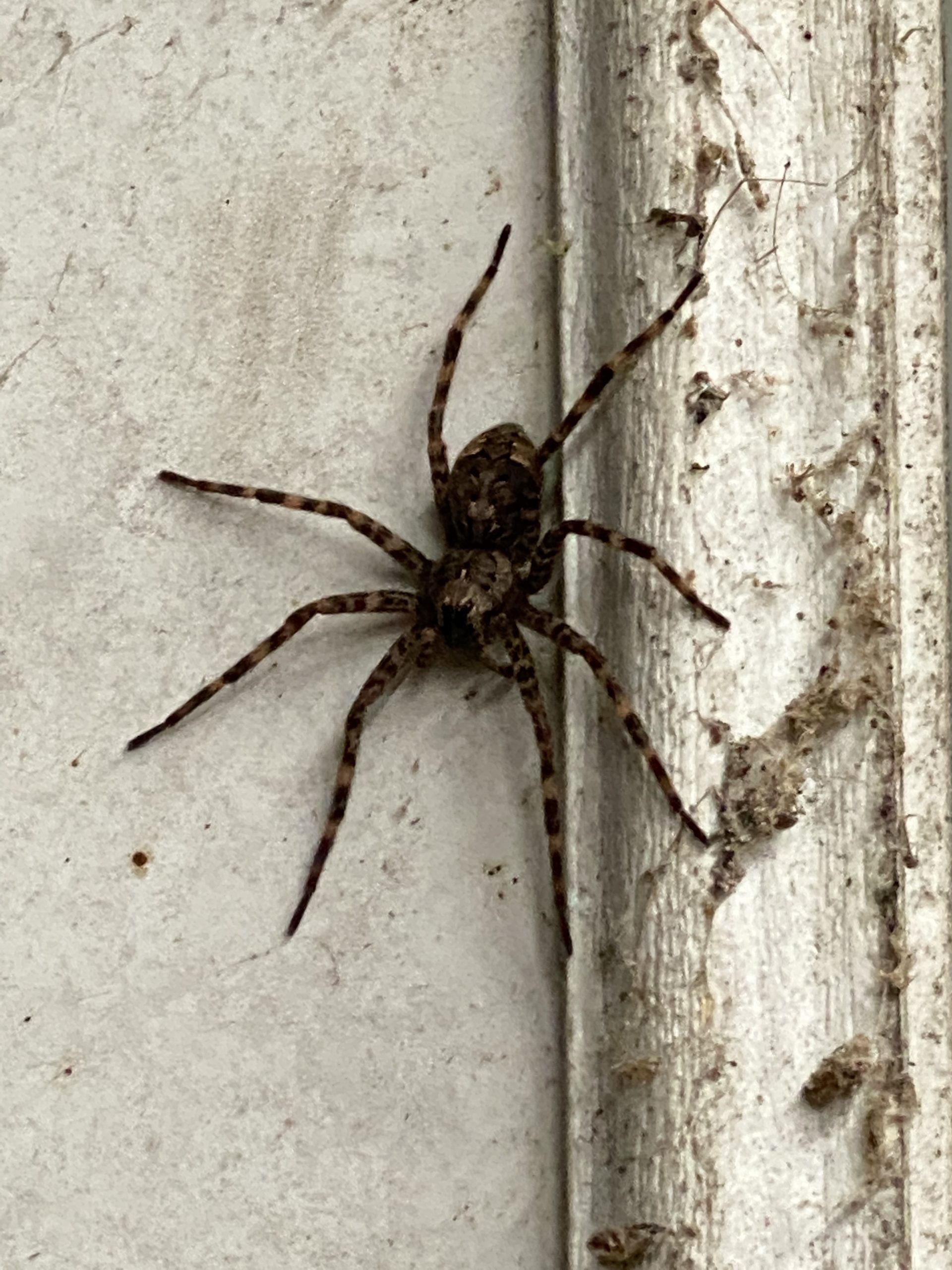 Dolomedes - Fishing Spider - USA Spiders