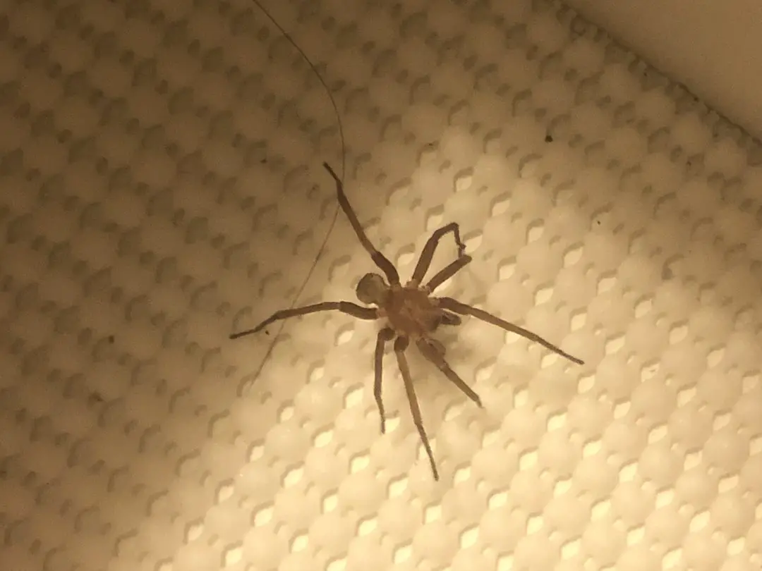 Kukulcania Hibernalis - Southern House Spider - USA Spiders