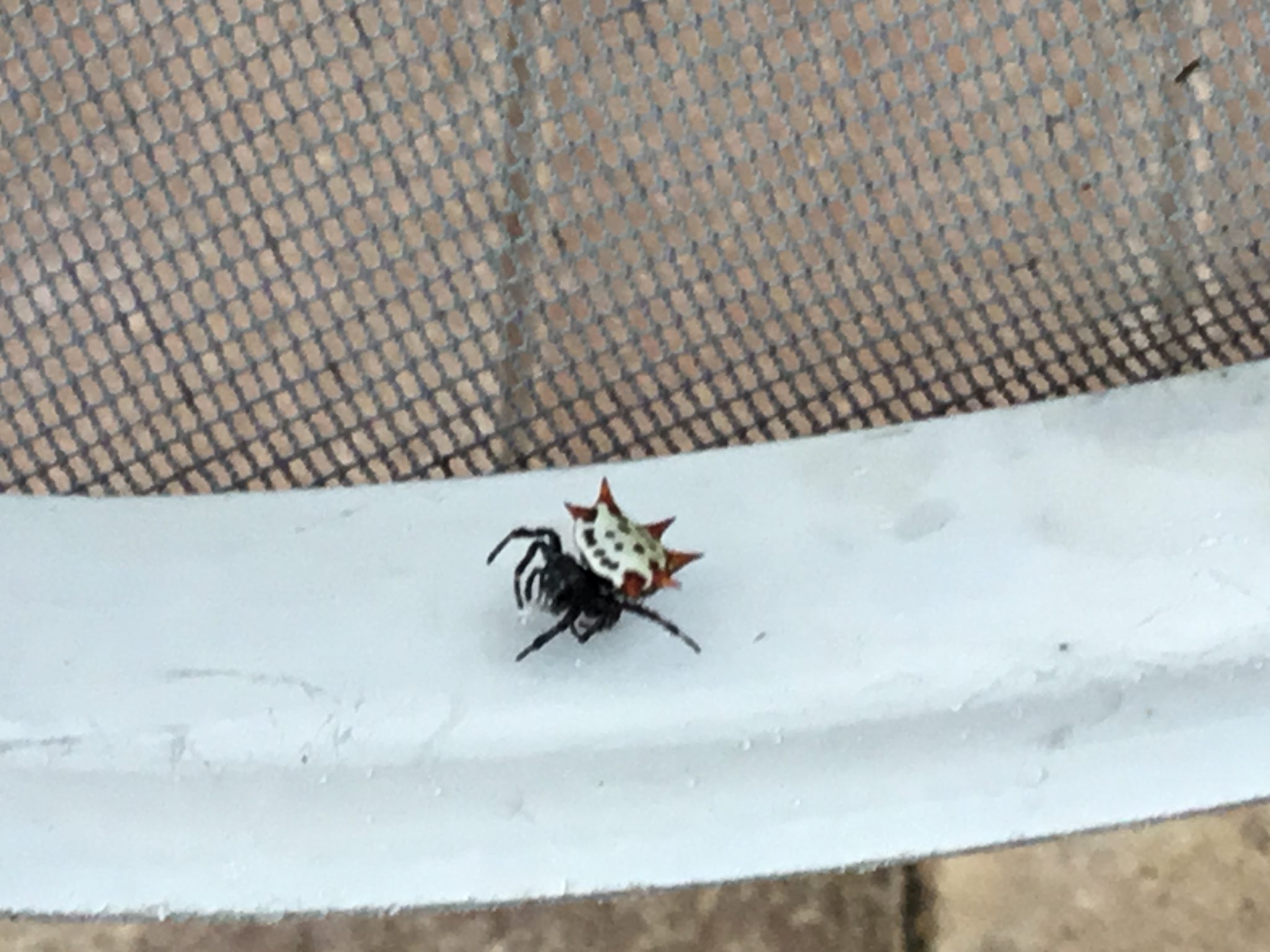 Gasteracantha Cancriformis - Spinybacked Orb Weaver - USA Spiders
