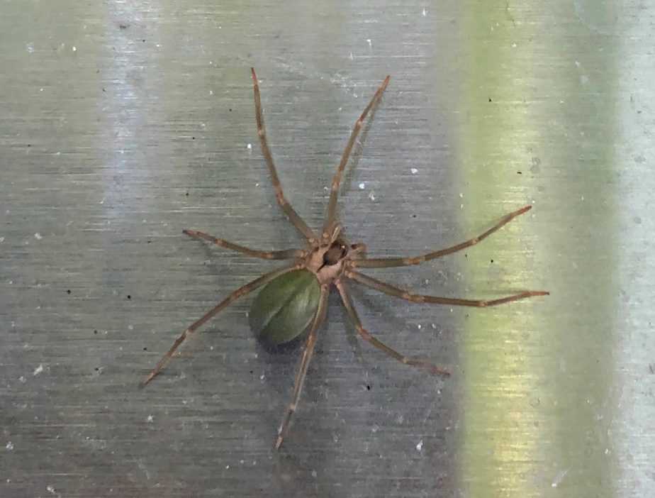 Loxosceles reclusa - Brown Recluse - USA Spiders