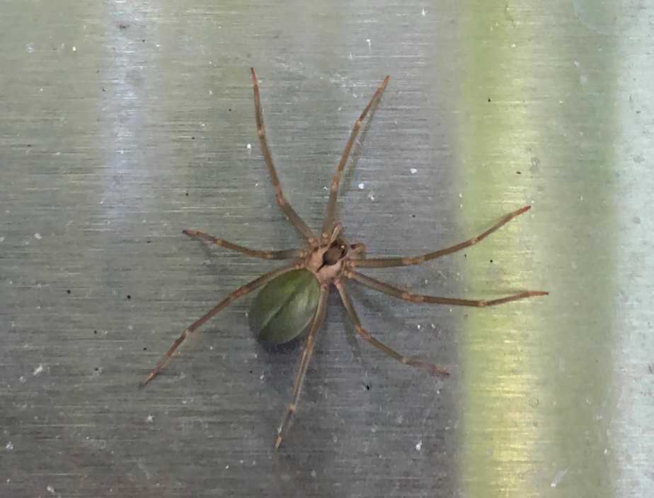 Loxosceles reclusa - Brown Recluse - USA Spiders