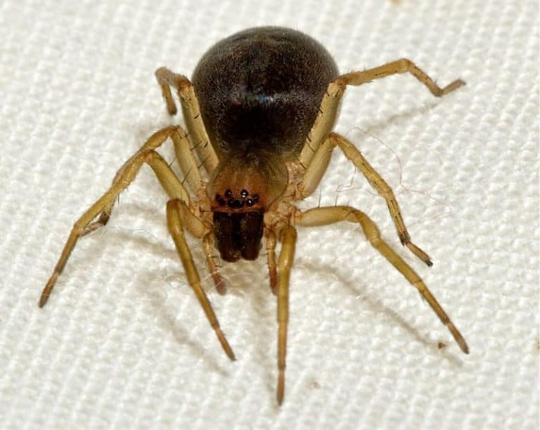 Spider Families in North America - USA Spiders