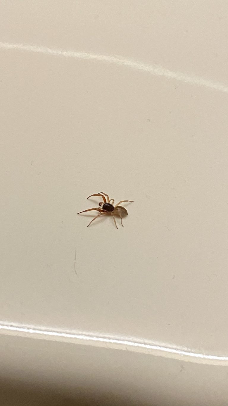 Trachelas Tranquillus - Broad-Faced Sac Spider - USA Spiders