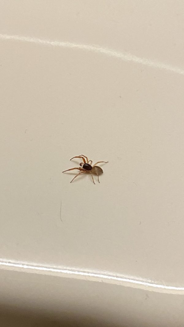 Trachelas Tranquillus - Broad-Faced Sac Spider - USA Spiders