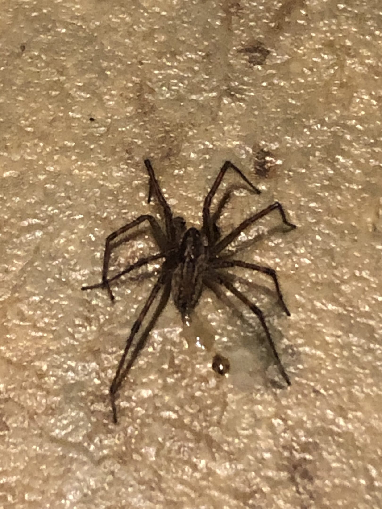 Agelenopsis - American Grass Spider - USA Spiders