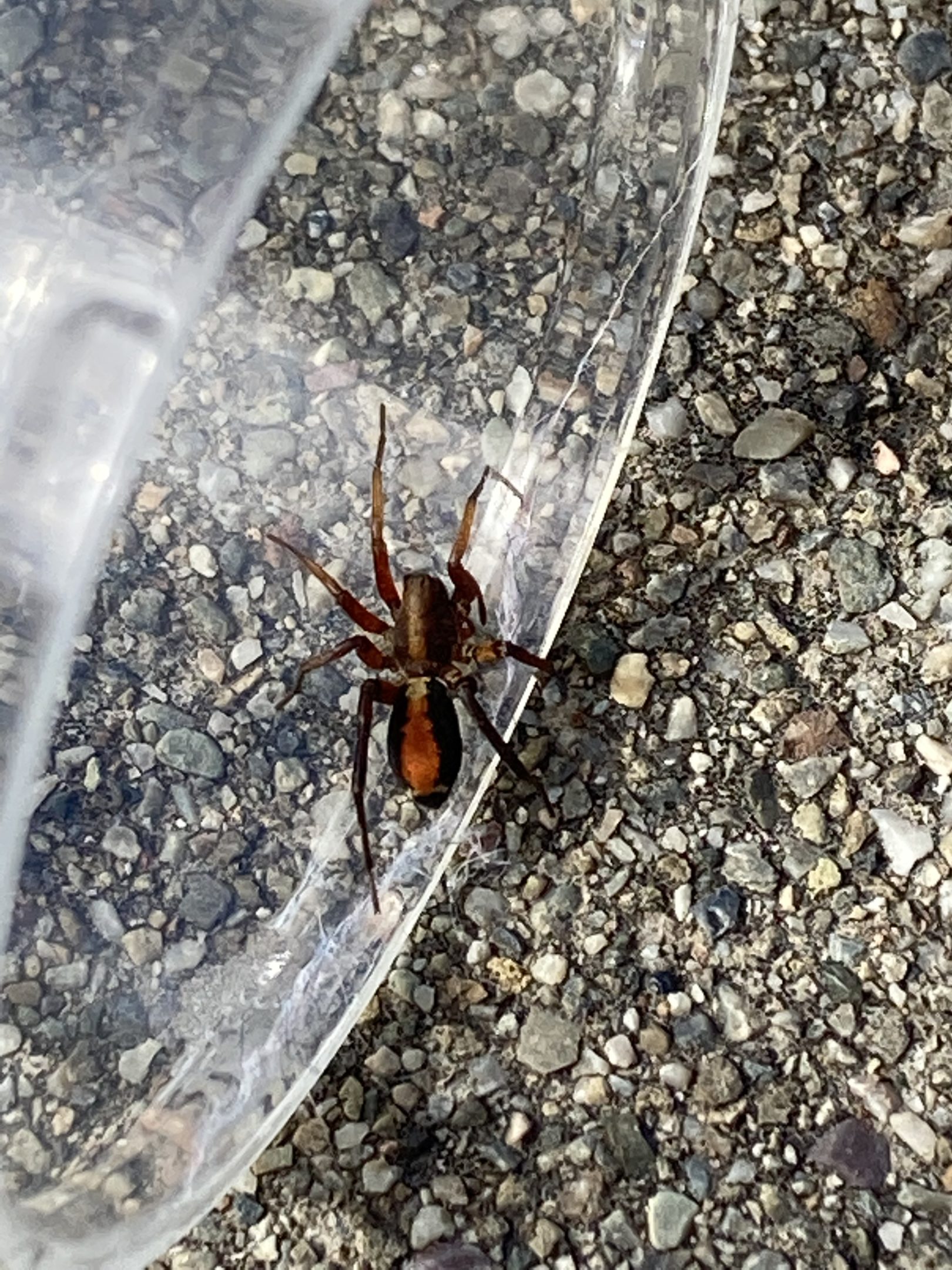 Castianeira Descripta - Red-Spotted Ant Mimic Spider - USA Spiders