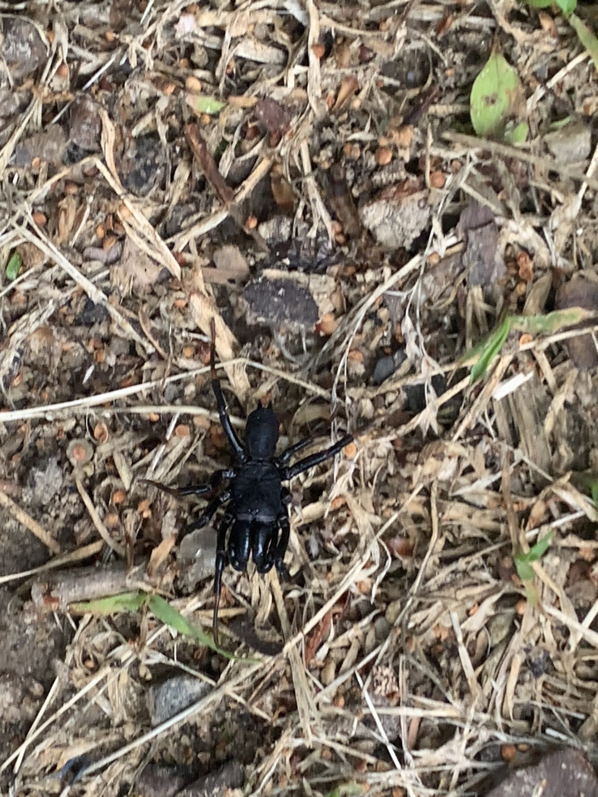 Ummidia - Trap-Door Spider - USA Spiders