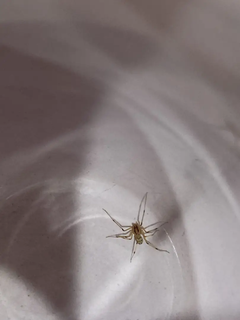 Scytodes Thoracica - Spitting Spider - USA Spiders