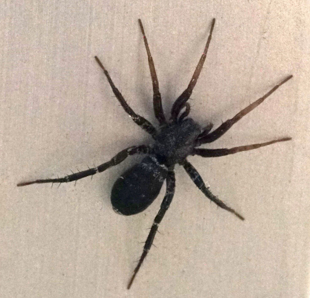 Castianeira Longipalpa - Long-Palped Ant Mimic Sac Spider - USA Spiders