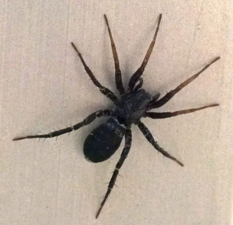 Castianeira Longipalpa - Long-Palped Ant Mimic Sac Spider - USA Spiders