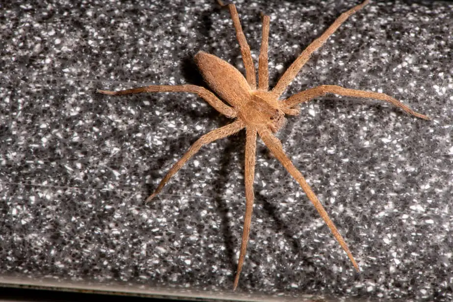Pisaurina Mira - American Nursery Web Spider - USA Spiders