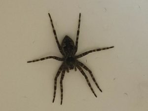 Dolomedes - Fishing Spider - USA Spiders