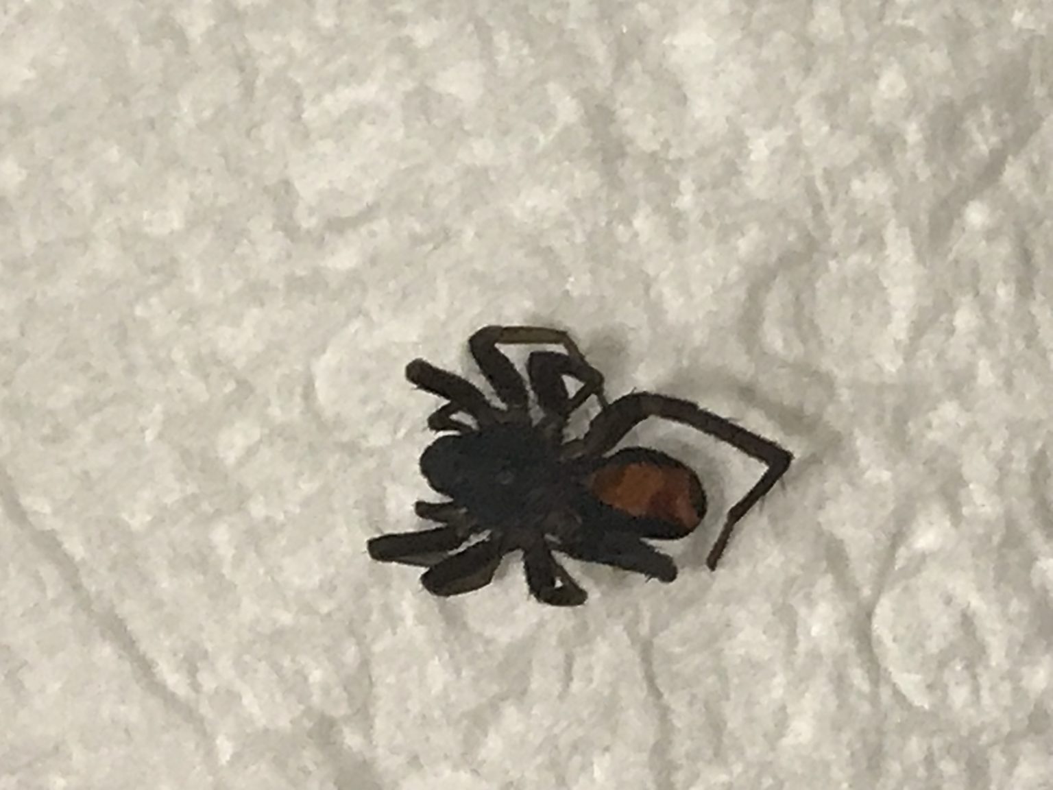 Castianeira Descripta - Red-Spotted Ant Mimic Spider - USA Spiders