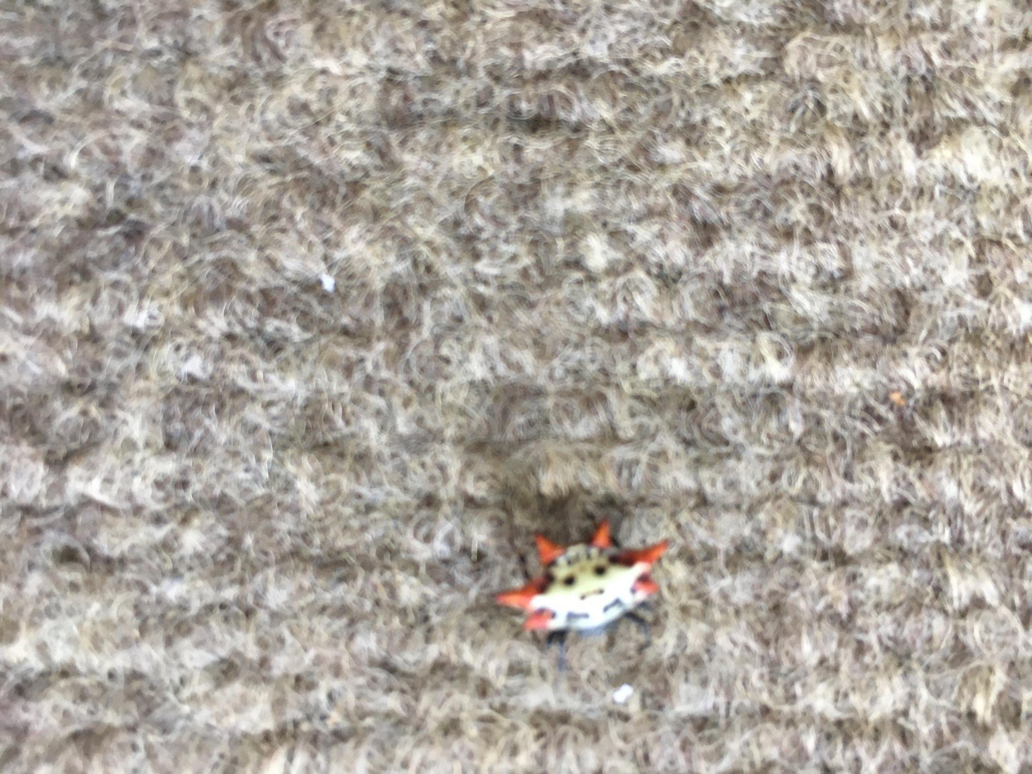 Gasteracantha Cancriformis - Spinybacked Orb Weaver - USA Spiders