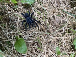 Ummidia - Trap-Door Spider - USA Spiders