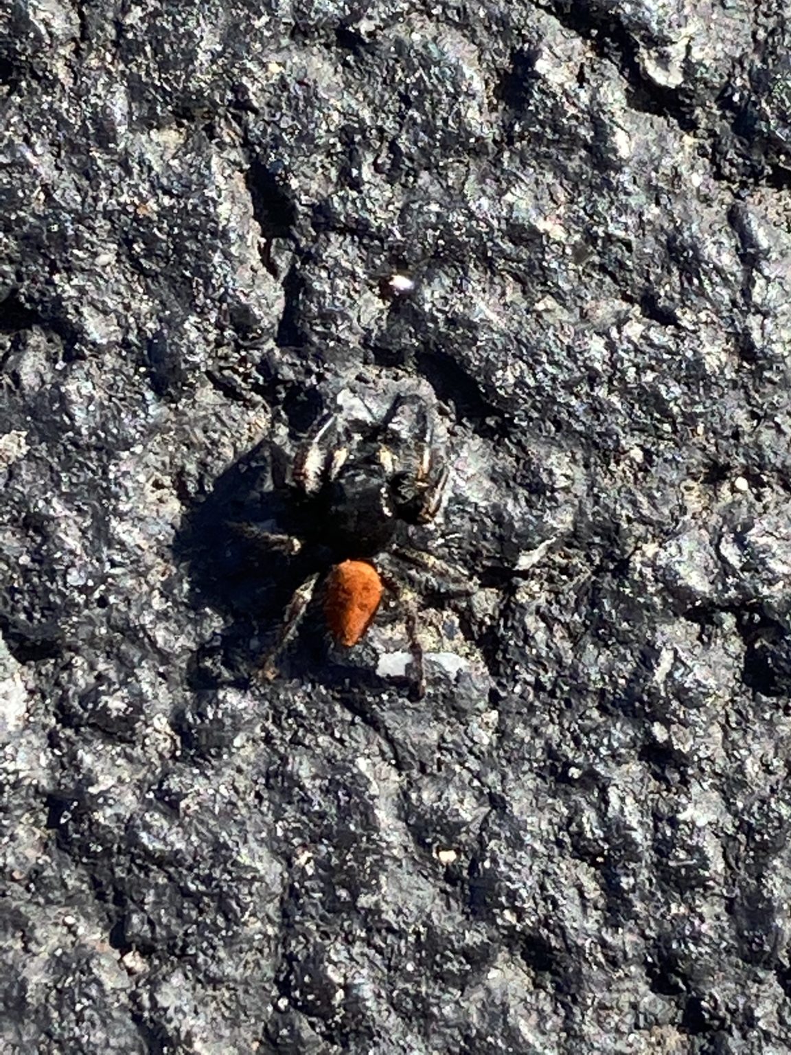 Phidippus Johnsoni - Red-Backed Jumping Spider - USA Spiders