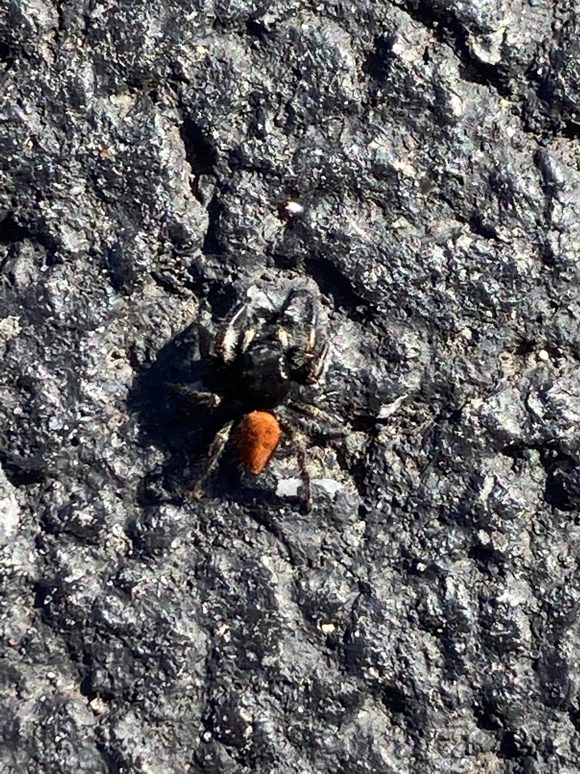 Phidippus Johnsoni - Red-Backed Jumping Spider - USA Spiders