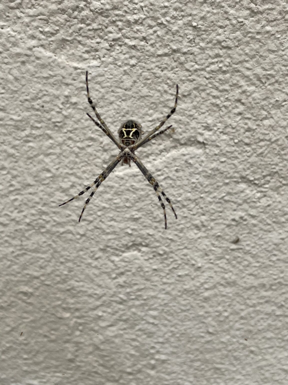 Argiope Argentata – Silver Garden Spider - USA Spiders
