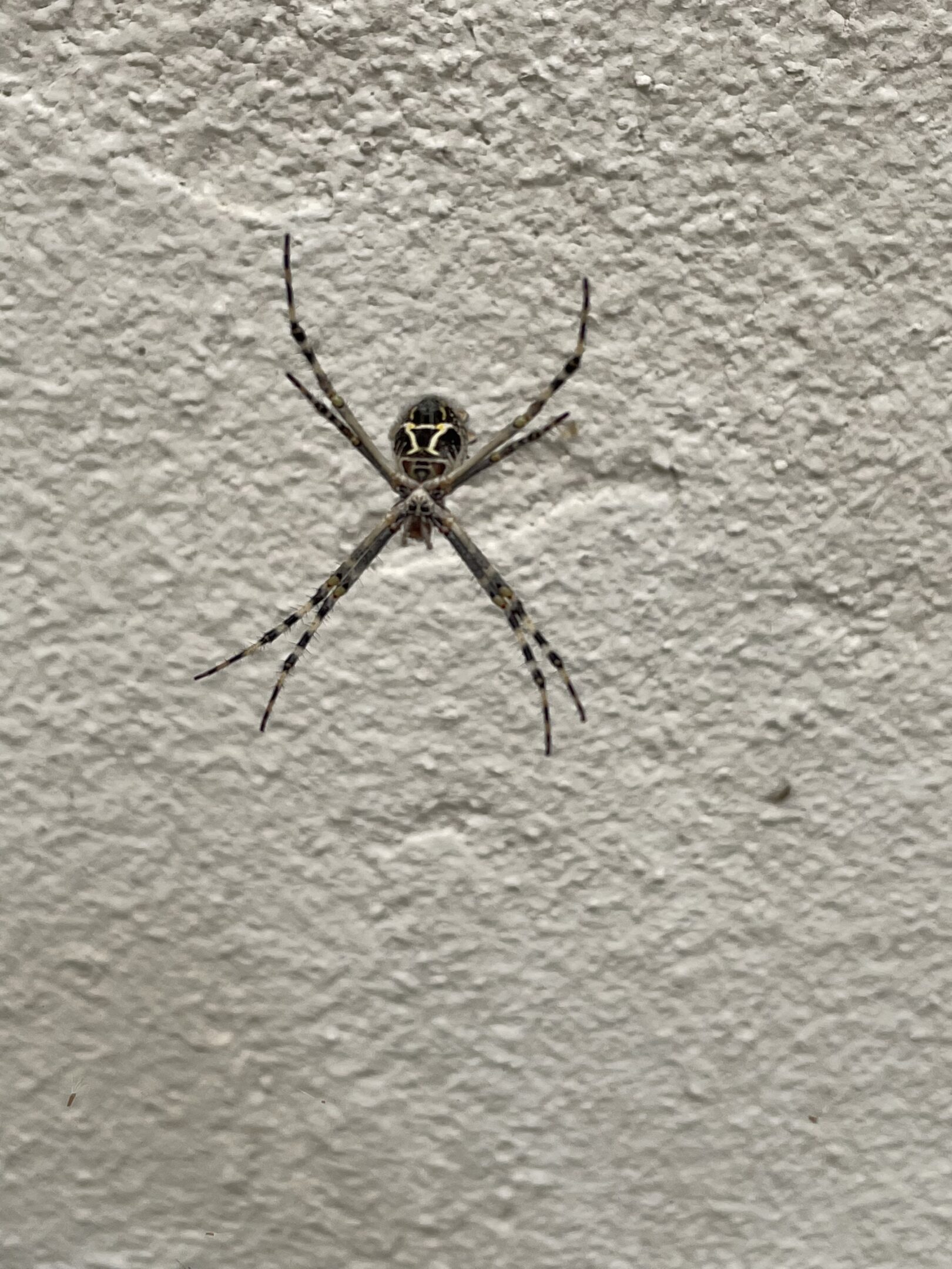 Argiope Argentata – Silver Garden Spider - USA Spiders