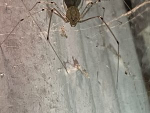 Scytodes Thoracica - Spitting Spider - USA Spiders