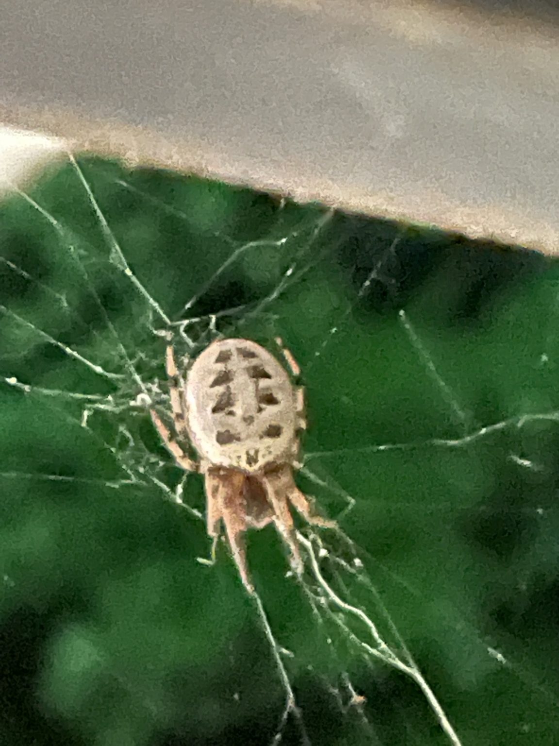 Larinioides Cornutus - Furrow Spider - USA Spiders