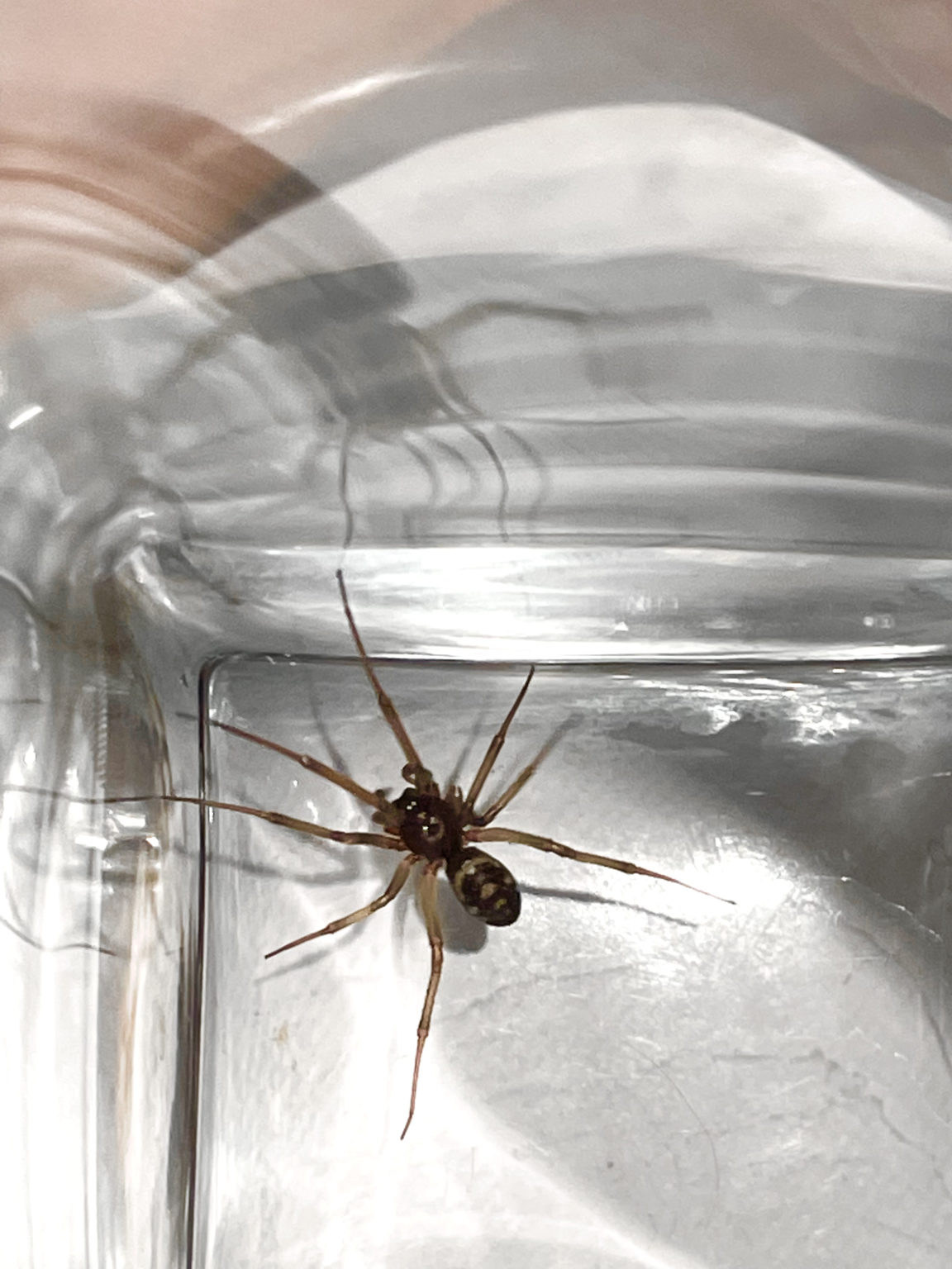 Steatoda Triangulosa - Triangulate Cobweb Spider - USA Spiders