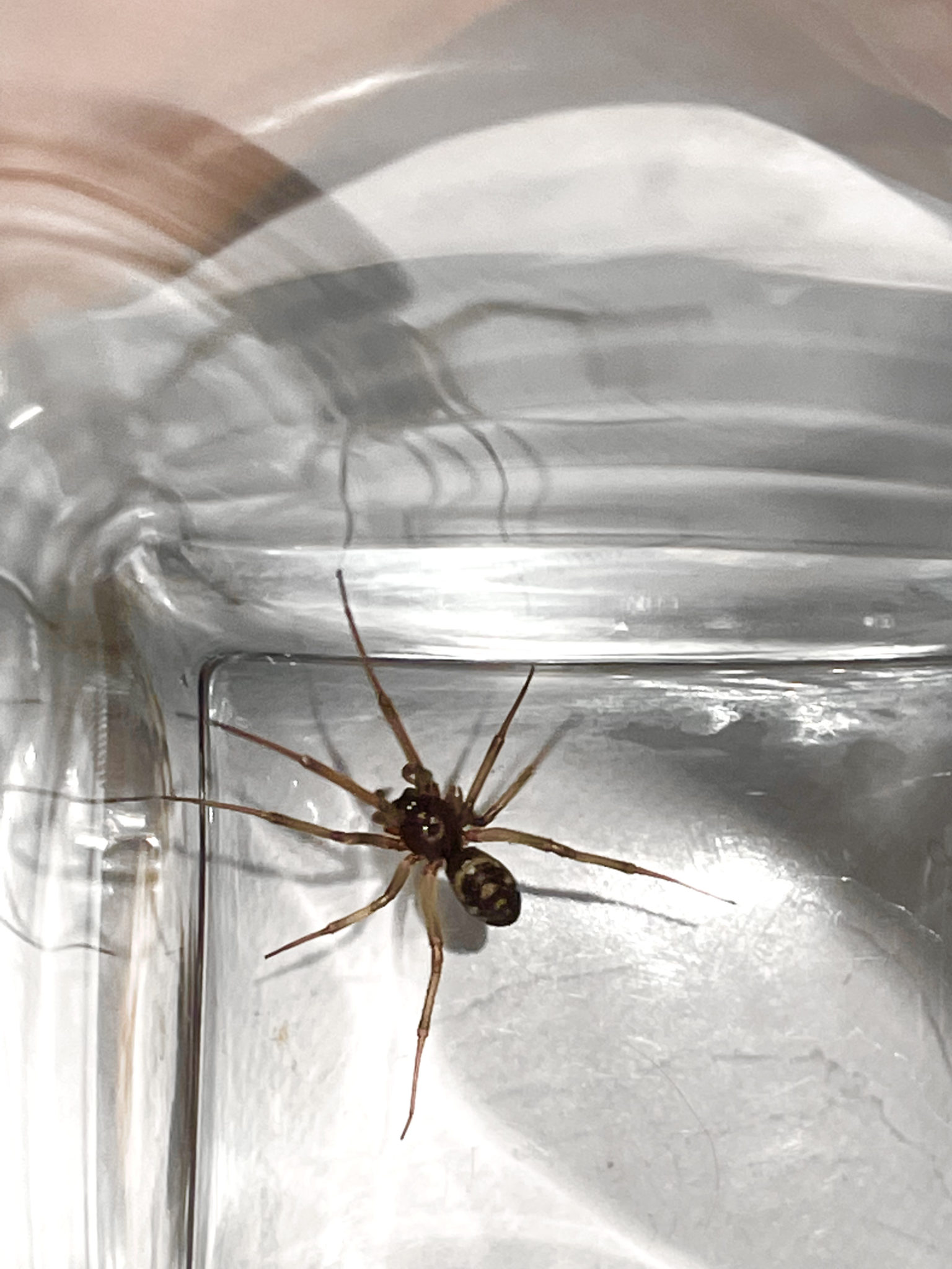 Steatoda Triangulosa - Triangulate Cobweb Spider - USA Spiders