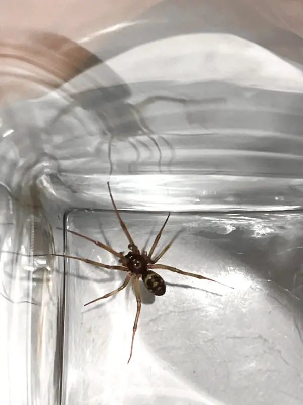 Steatoda Triangulosa - Triangulate Cobweb Spider - USA Spiders