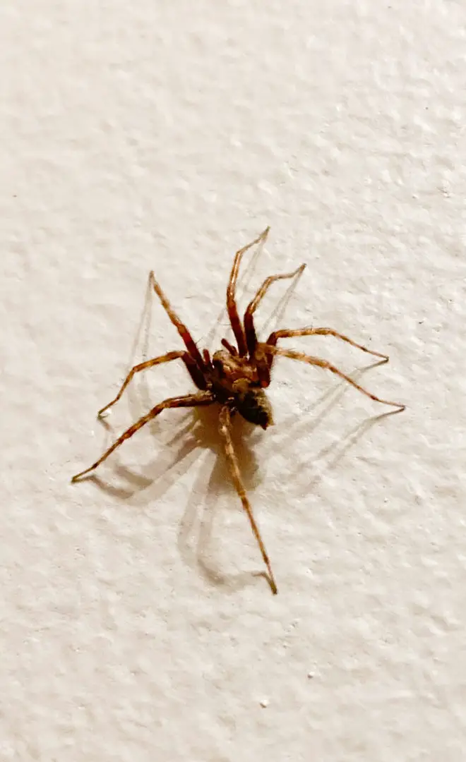 Eratigena Atrica - Giant House Spider - USA Spiders