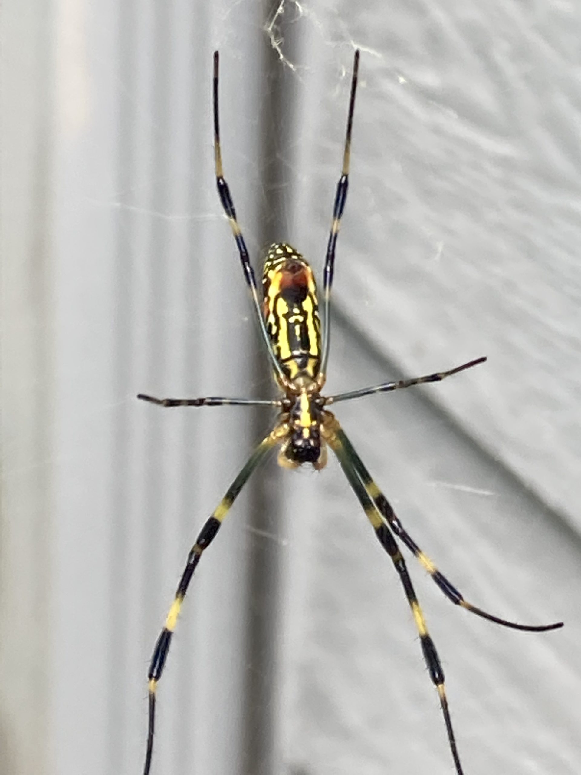 Argiope Trifasciata - Banded Garden Spider - USA Spiders