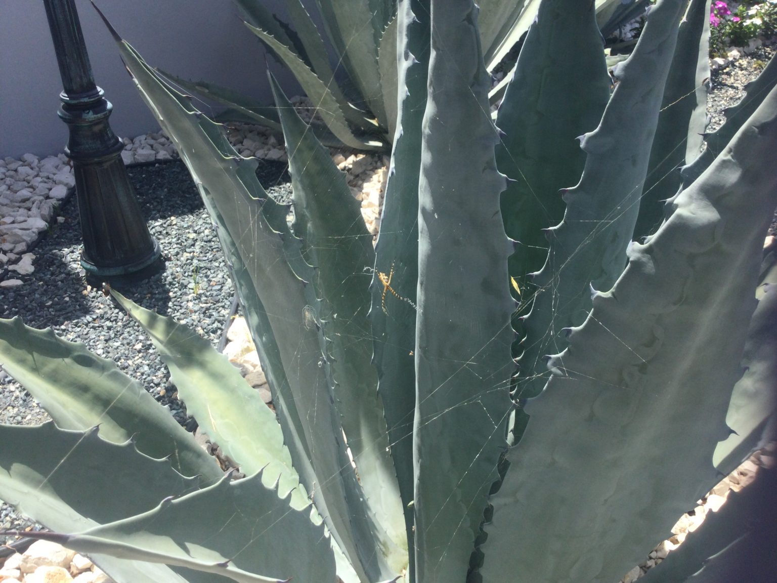 Argiope Argentata – Silver Garden Spider - USA Spiders