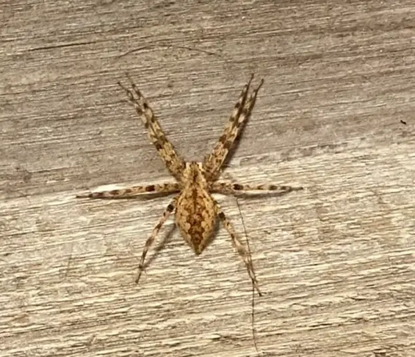 Dolomedes - Fishing Spider - USA Spiders