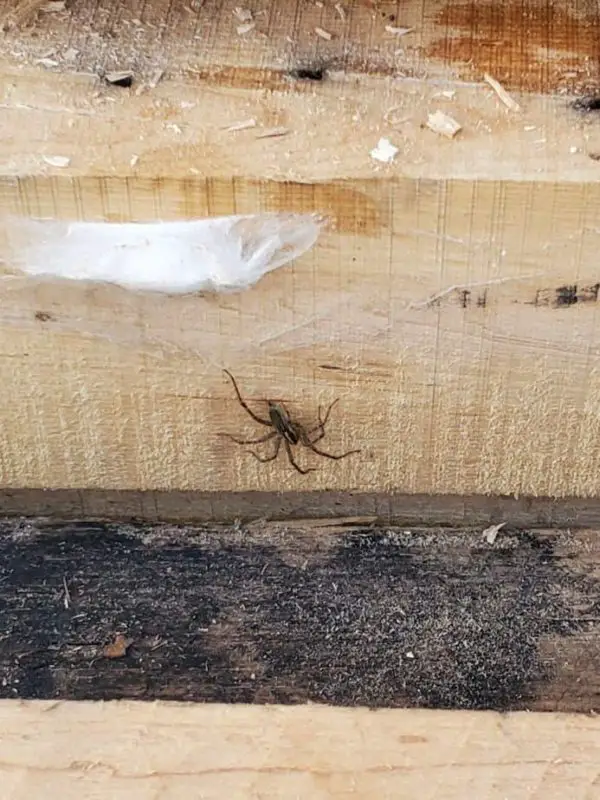 Agelenopsis - American Grass Spider - USA Spiders