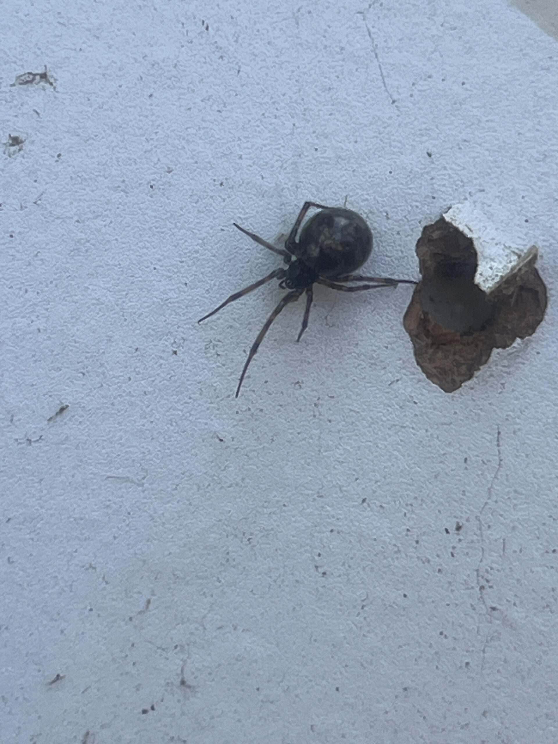 Steatoda Bipunctata - Rabbit Hutch Spider - USA Spiders