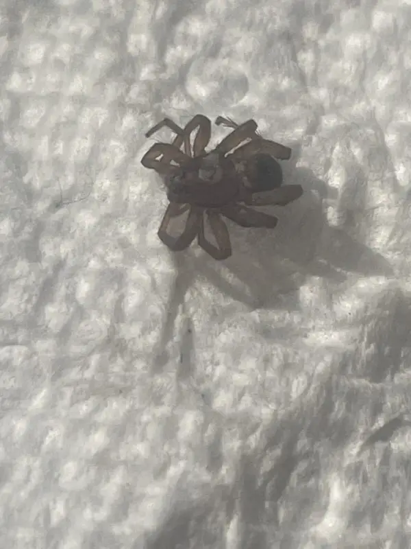 Argiope Argentata – Silver Garden Spider - USA Spiders