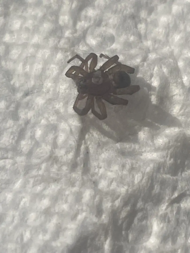 Argiope Argentata – Silver Garden Spider - USA Spiders