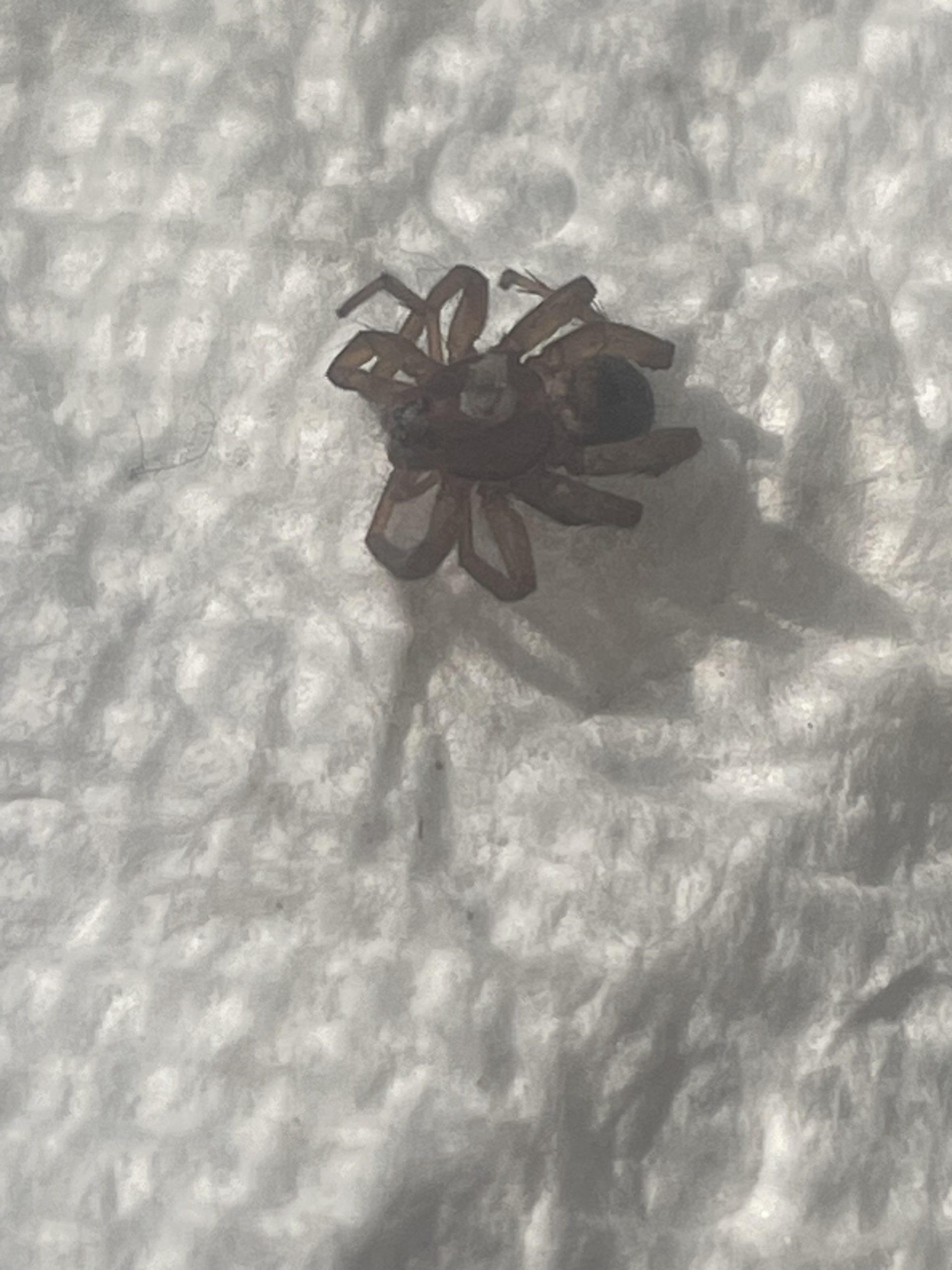 Argiope Argentata – Silver Garden Spider - USA Spiders