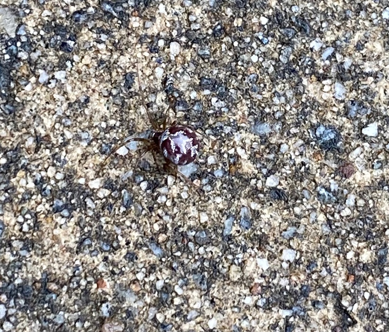 Steatoda Triangulosa - Triangulate Cobweb Spider - USA Spiders