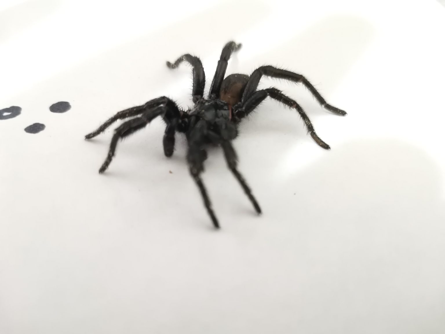 Kukulcania Hibernalis - Southern House Spider - USA Spiders