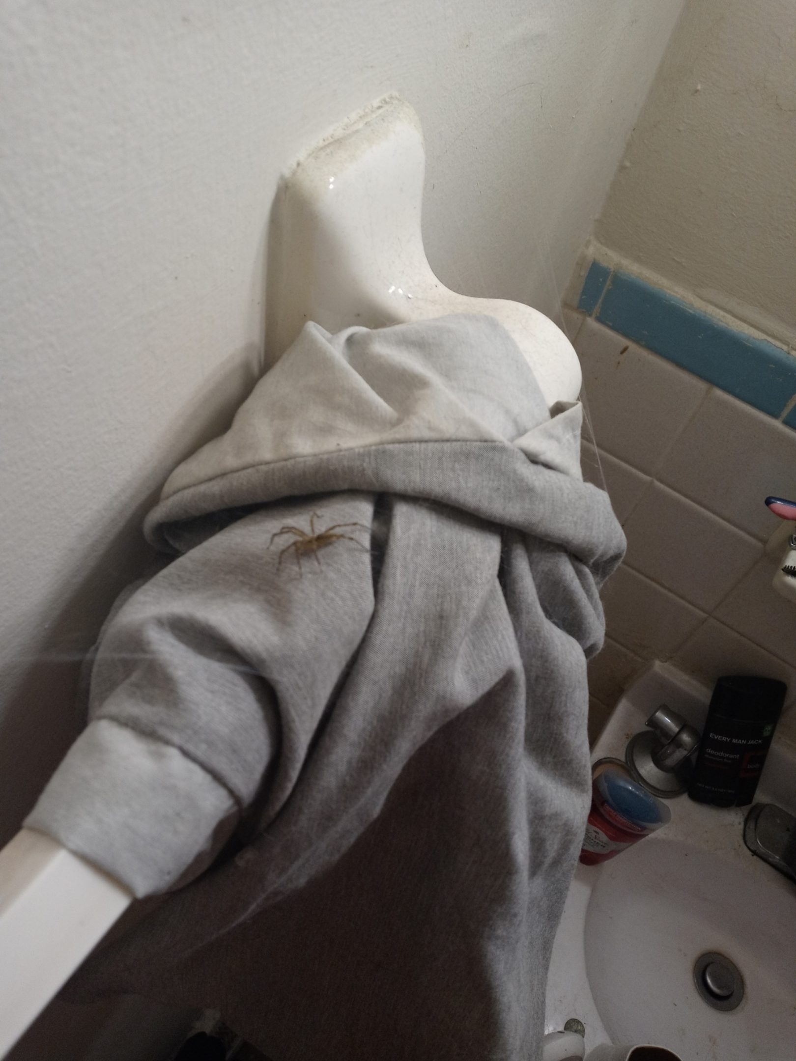 Castianeira Descripta - Red-Spotted Ant Mimic Spider - USA Spiders