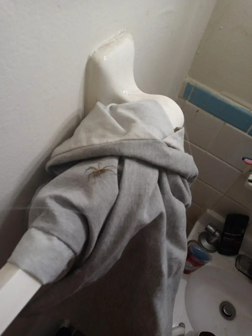 Castianeira Descripta - Red-Spotted Ant Mimic Spider - USA Spiders