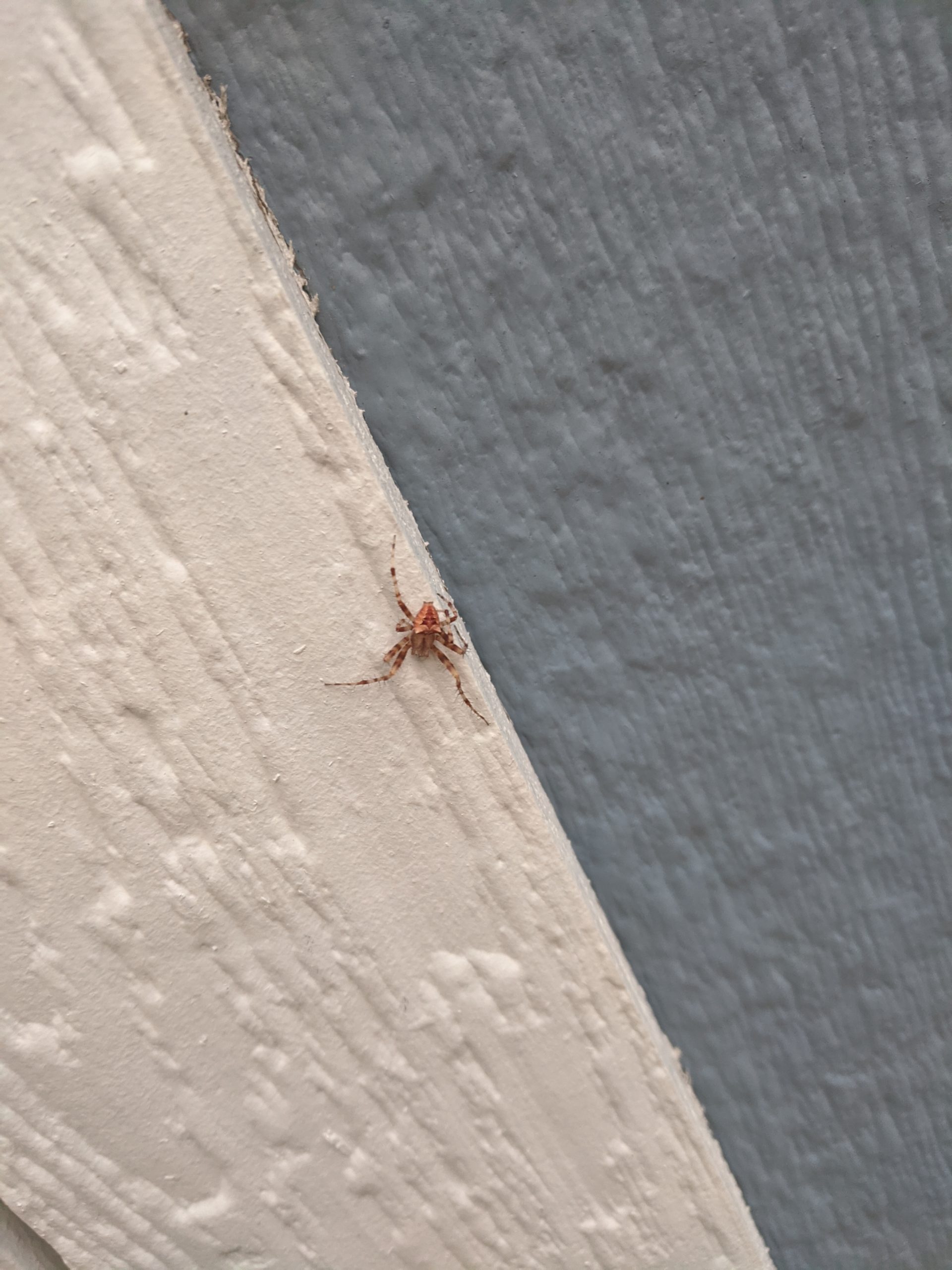Araneus Gemmoides - Cat-Faced Spider or Jewel Spider - USA Spiders