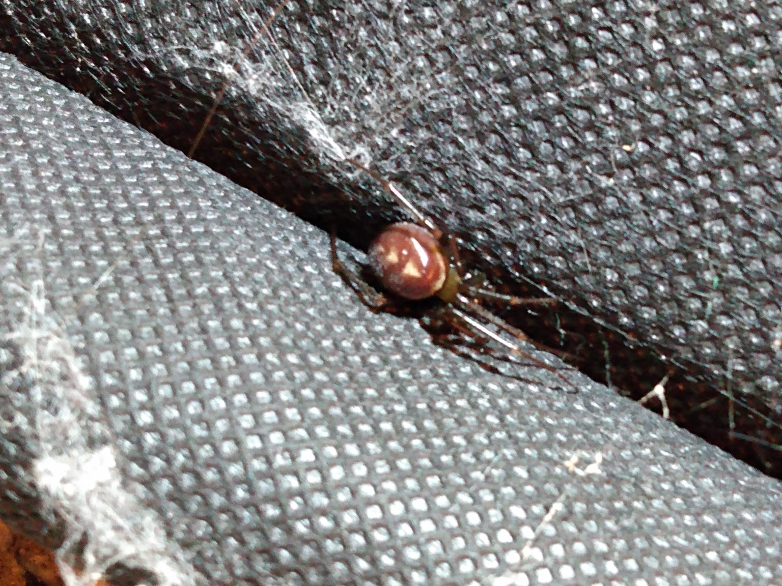 Steatoda Bipunctata - Rabbit Hutch Spider - USA Spiders