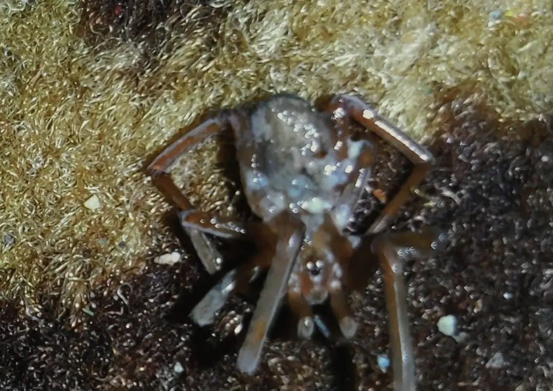 Kukulcania Hibernalis - Southern House Spider - USA Spiders