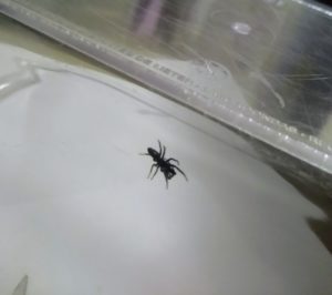 Castianeira Descripta - Red-Spotted Ant Mimic Spider - USA Spiders