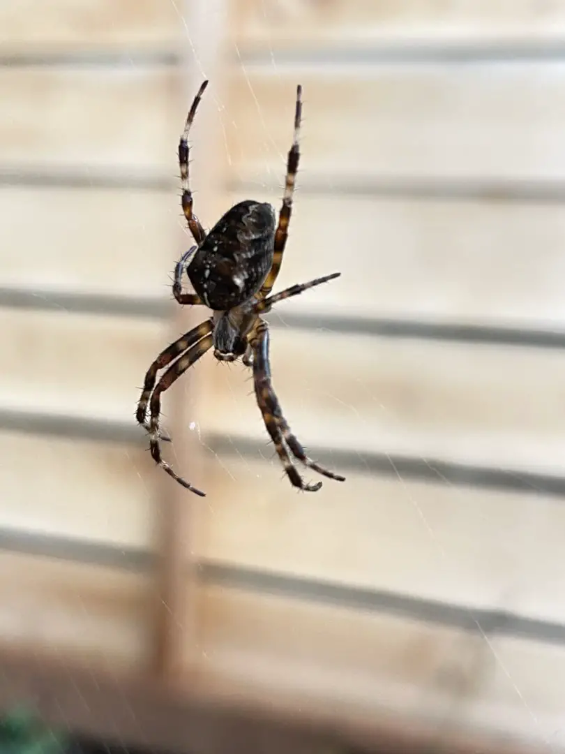 Araneus diadematus - The European Garden Spider - USA Spiders