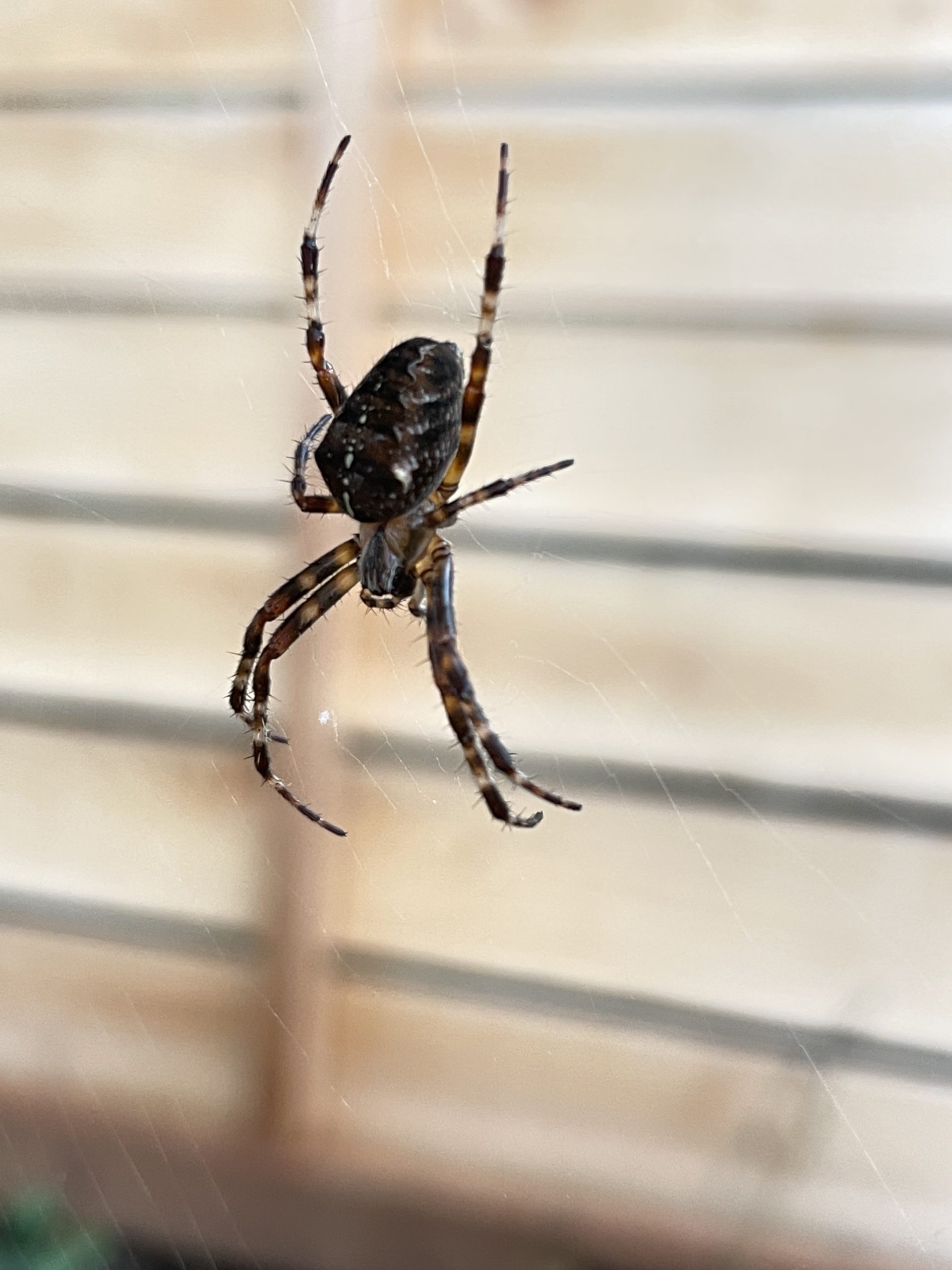 Araneus diadematus - The European Garden Spider - USA Spiders