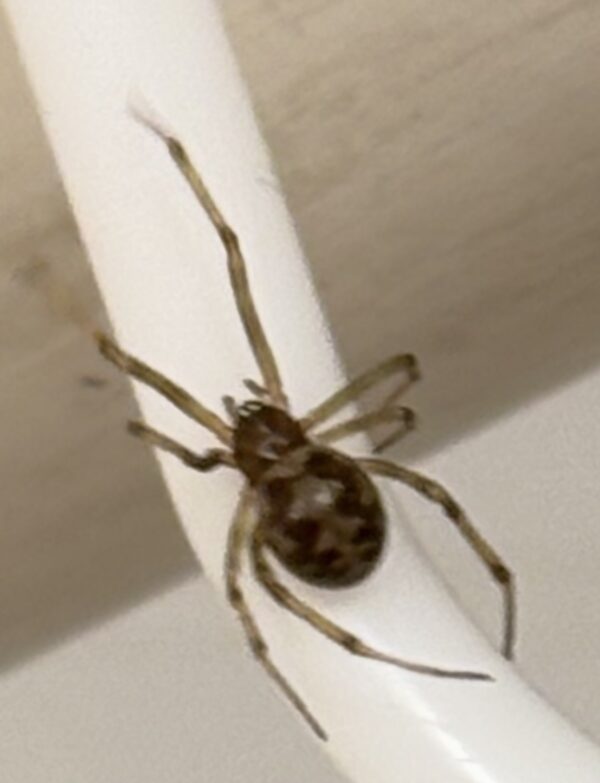 Steatoda Triangulosa - Triangulate Cobweb Spider - USA Spiders