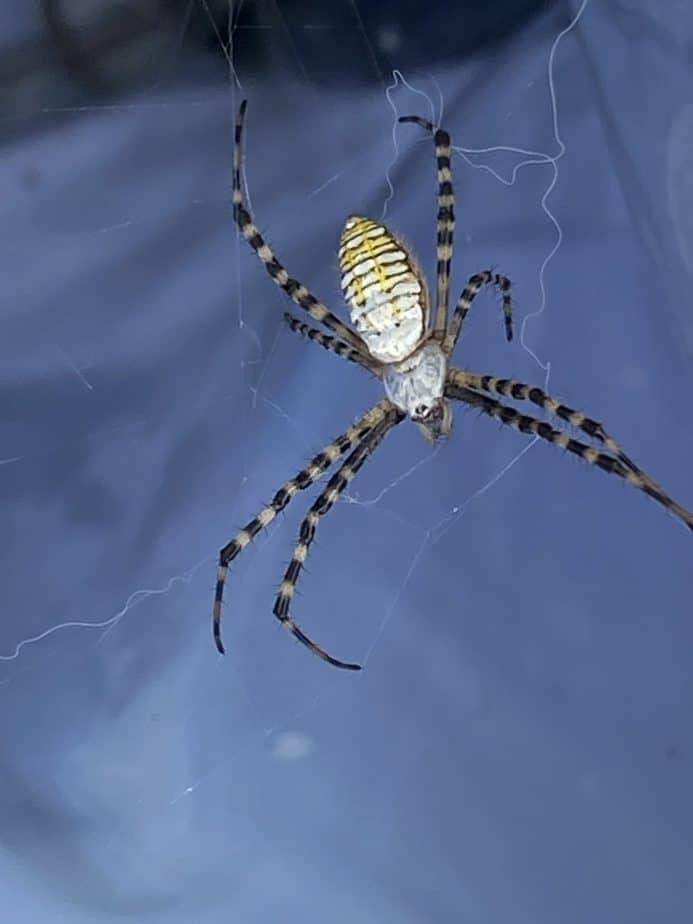 Argiope Trifasciata - Banded Garden Spider - USA Spiders