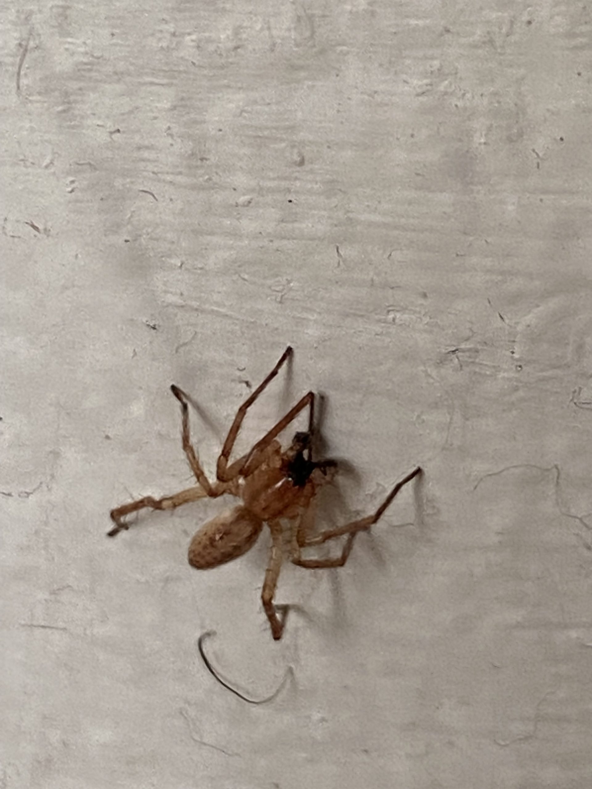 Hibana - Ghost Spider - USA Spiders